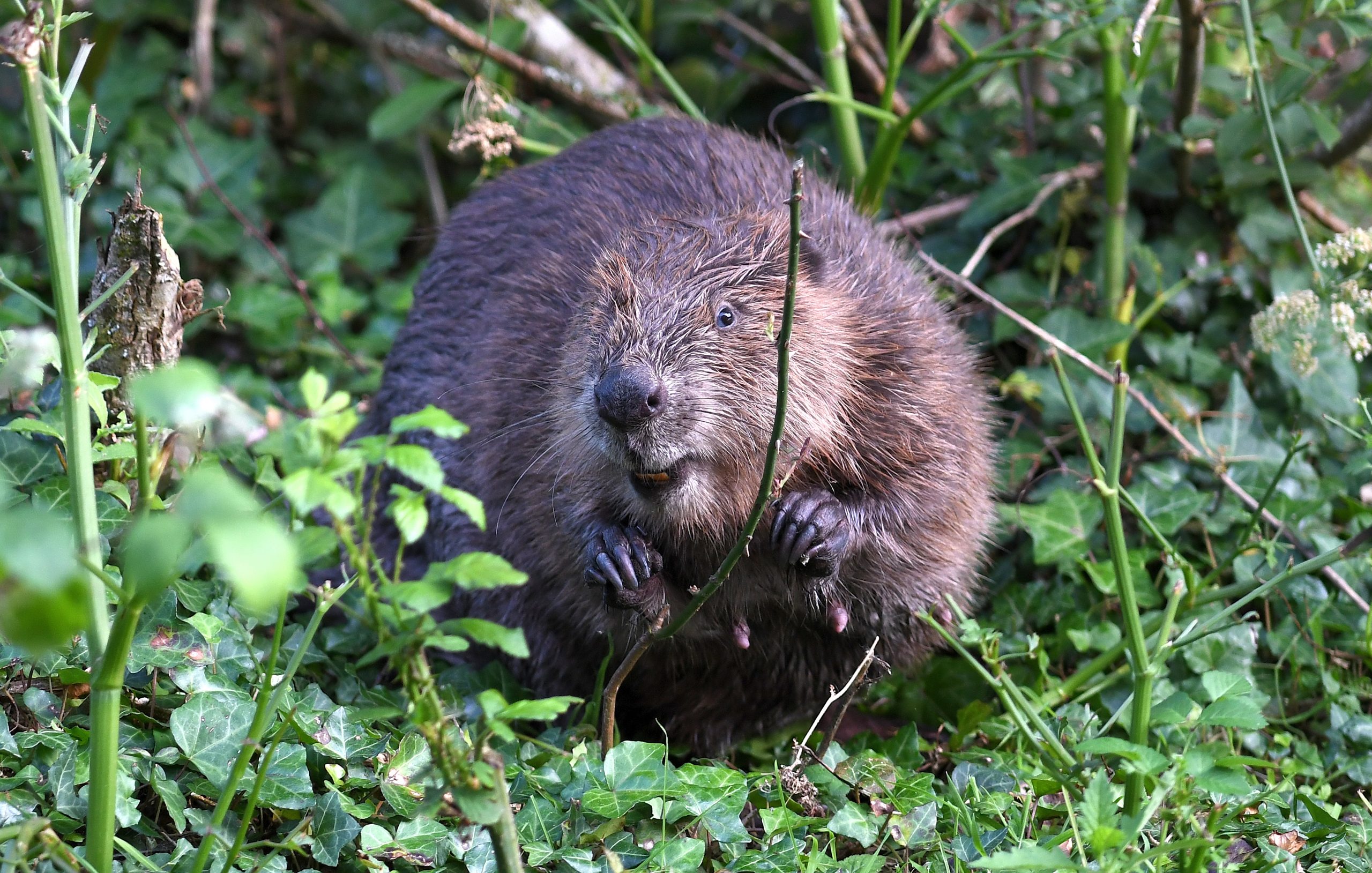 Ten things you didn’t know about… Beavers - Wightlink Ferries