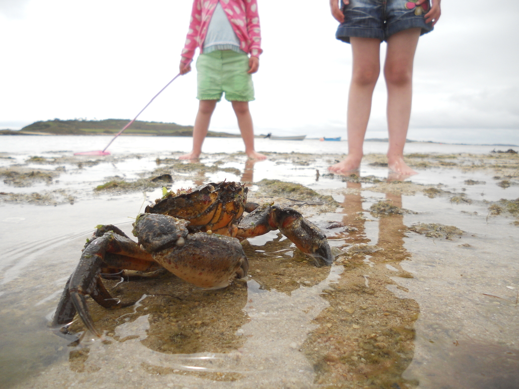 Treating marine wildlife with respect this summer - Wightlink Ferries